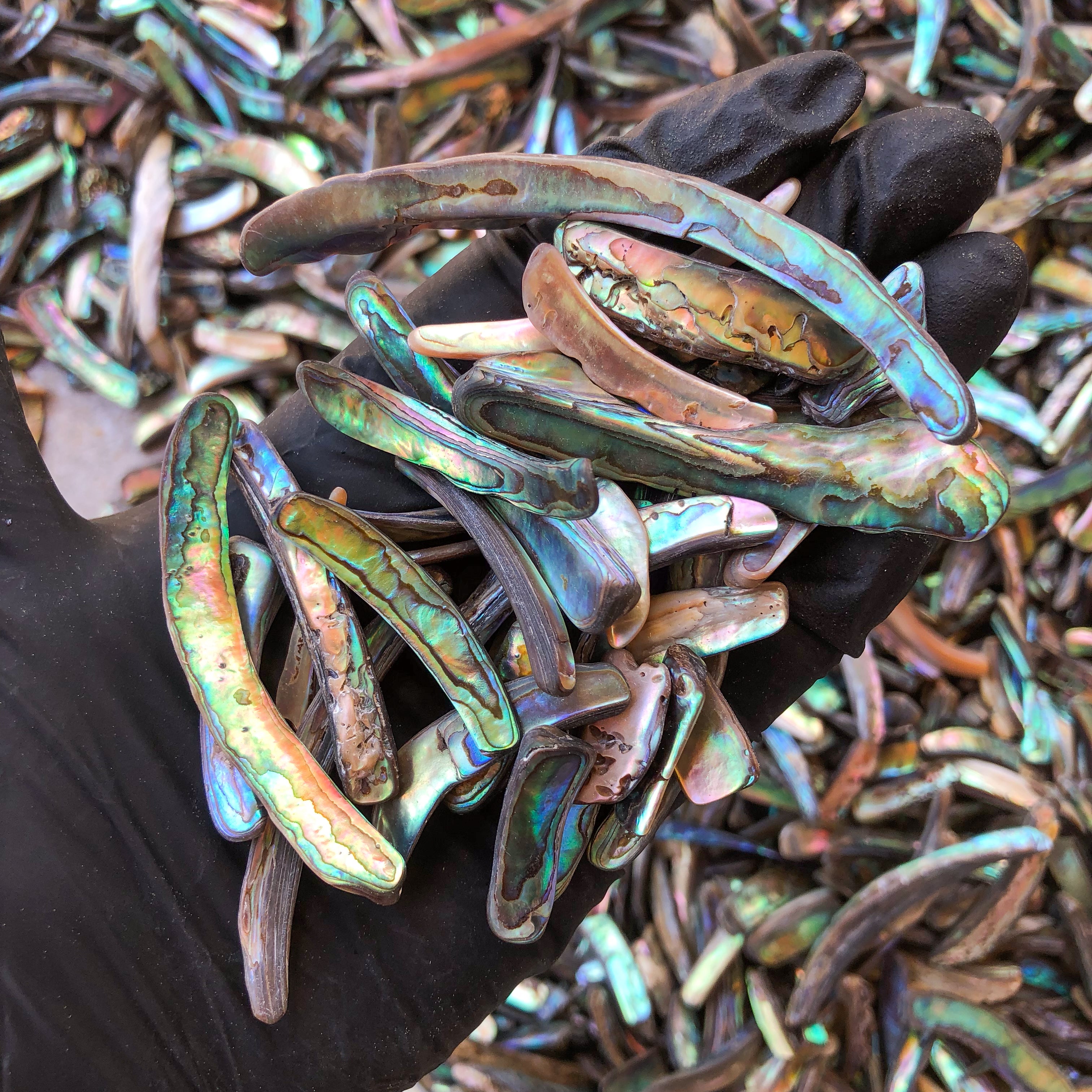 Shells – Maker's Minerals