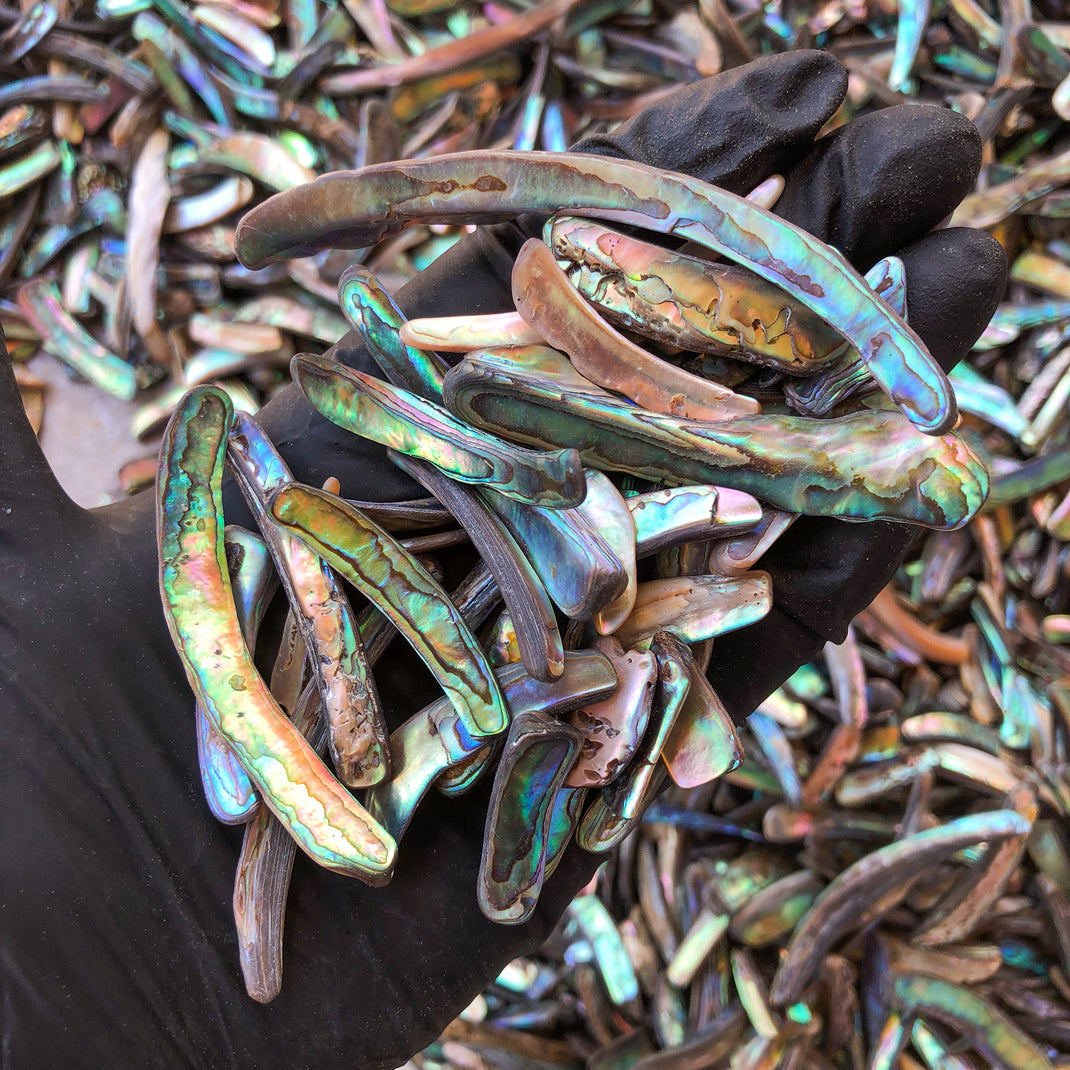 Shells – Maker's Minerals